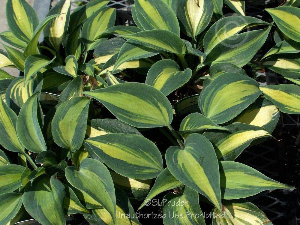 Hosta 'Just June' in the Hostas Database - Garden.org