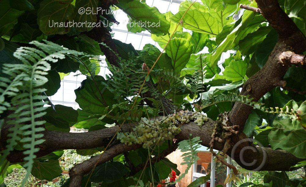 Photo of the entire plant of Ant Fern (Lecanopteris deparioides) posted ...