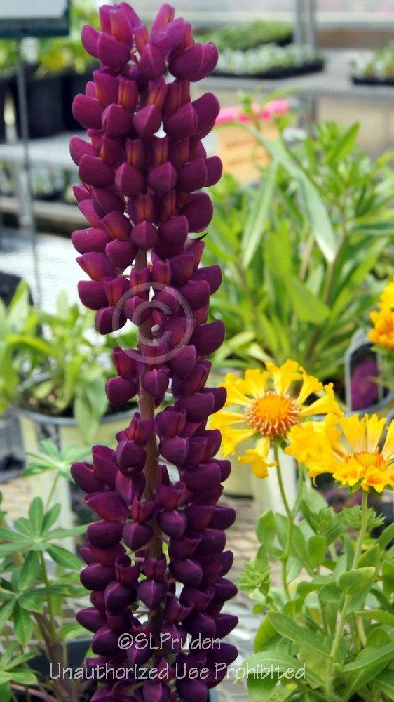 Photo of the bloom of Lupin (Lupinus Westcountry™ Masterpiece) posted ...