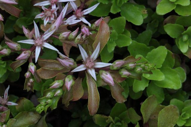 Stolon Stonecrop (Phedimus stoloniferus) - Garden.org
