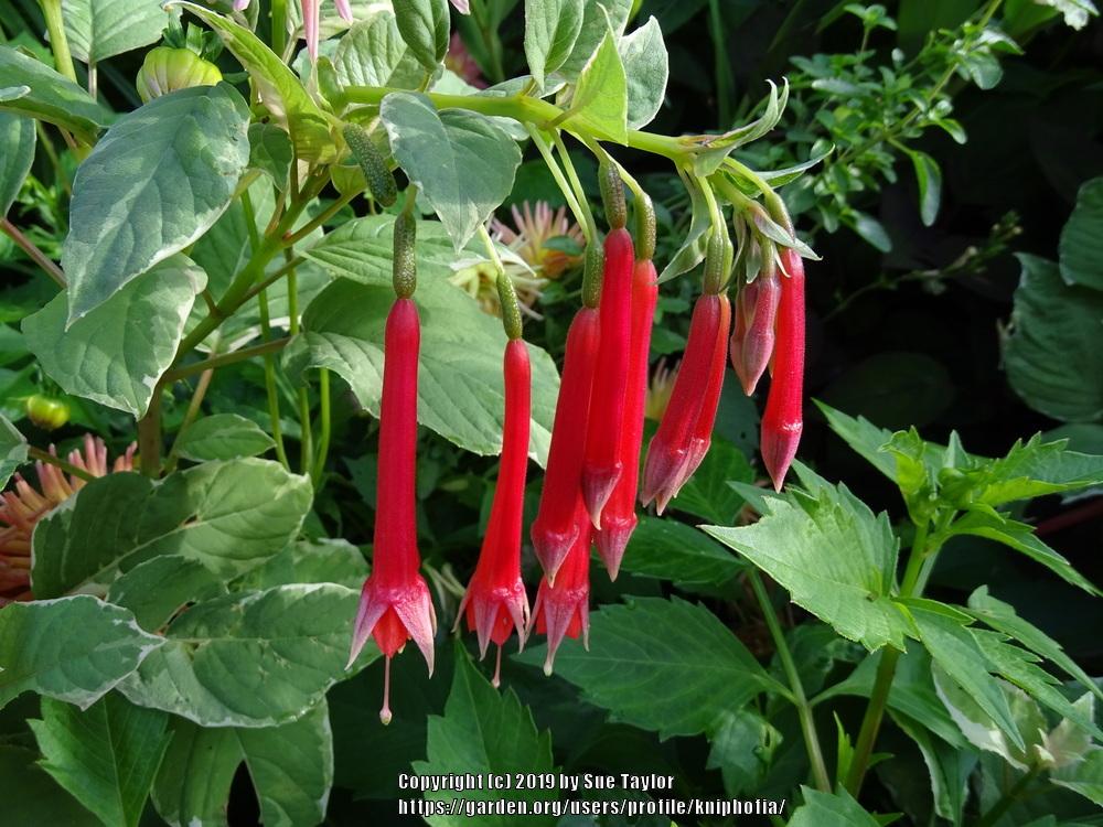 Photo of the bloom of Brilliant Fuchsia (Fuchsia fulgens 'Variegata ...