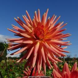 Dahlia 'Josudi Hercules' in the Dahlias Database - Garden.org