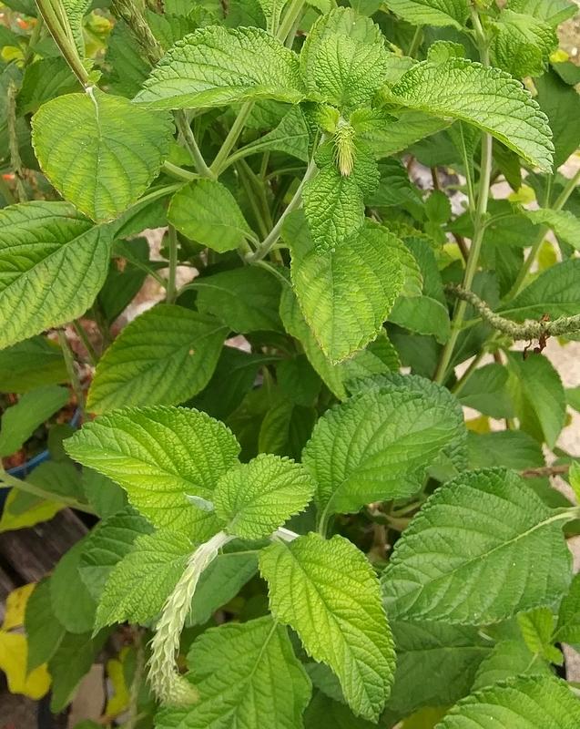 Photo of the leaves of Red Porterweed (Stachytarpheta mutabilis) posted ...