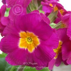 Primrose (Primula Crescendo® Pink & Rose Shades) in the Primroses ...
