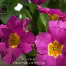 Primrose (Primula Crescendo® Pink & Rose Shades) in the Primroses ...