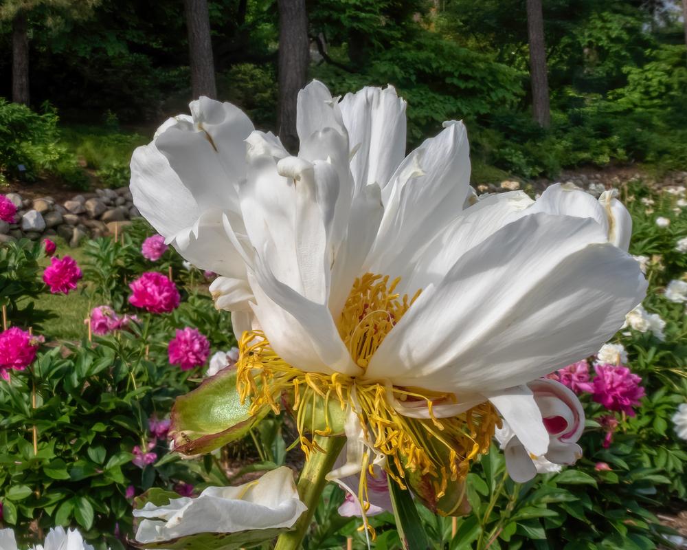 Photo of the stamens, filaments and pistils of Chinese Peony (Paeonia ...