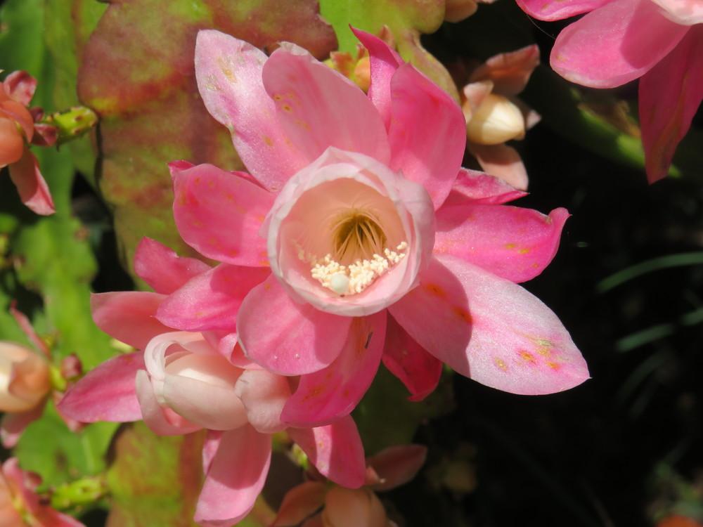 Pond Lily Cactus (Disocactus phyllanthoides 'German Empress') - Garden.org