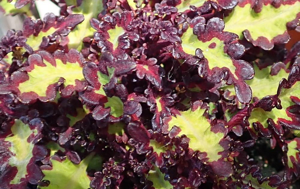 Coleus (Coleus scutellarioides 'Macaw') in the Coleus Database - Garden.org
