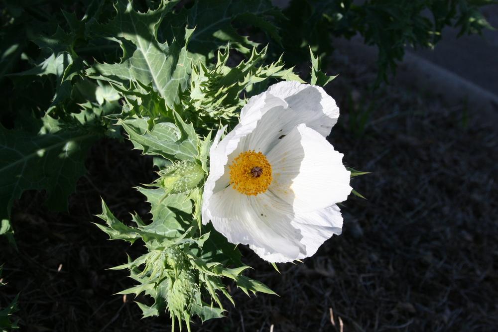 White Prickly Poppy (Argemone albiflora) - Garden.org