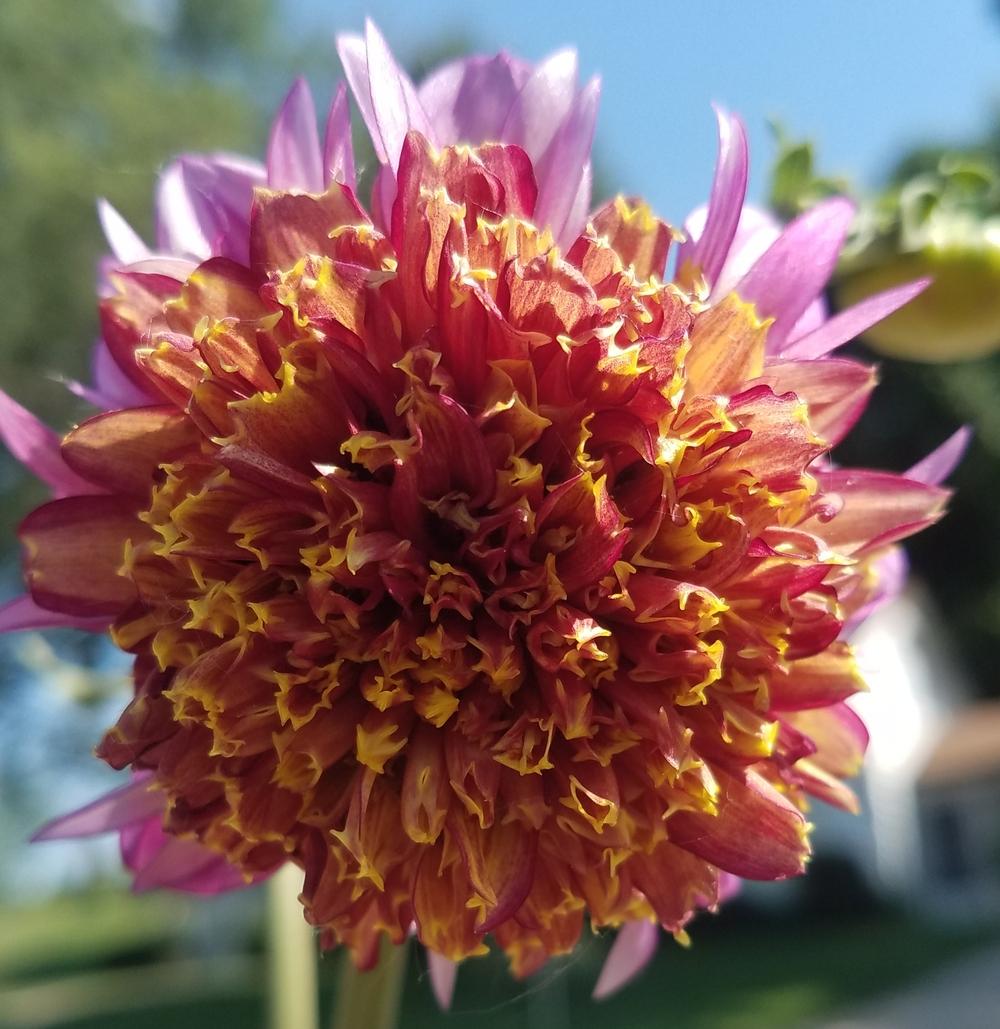 Dahlia 'Hy Zizzle' in the Dahlias Database - Garden.org