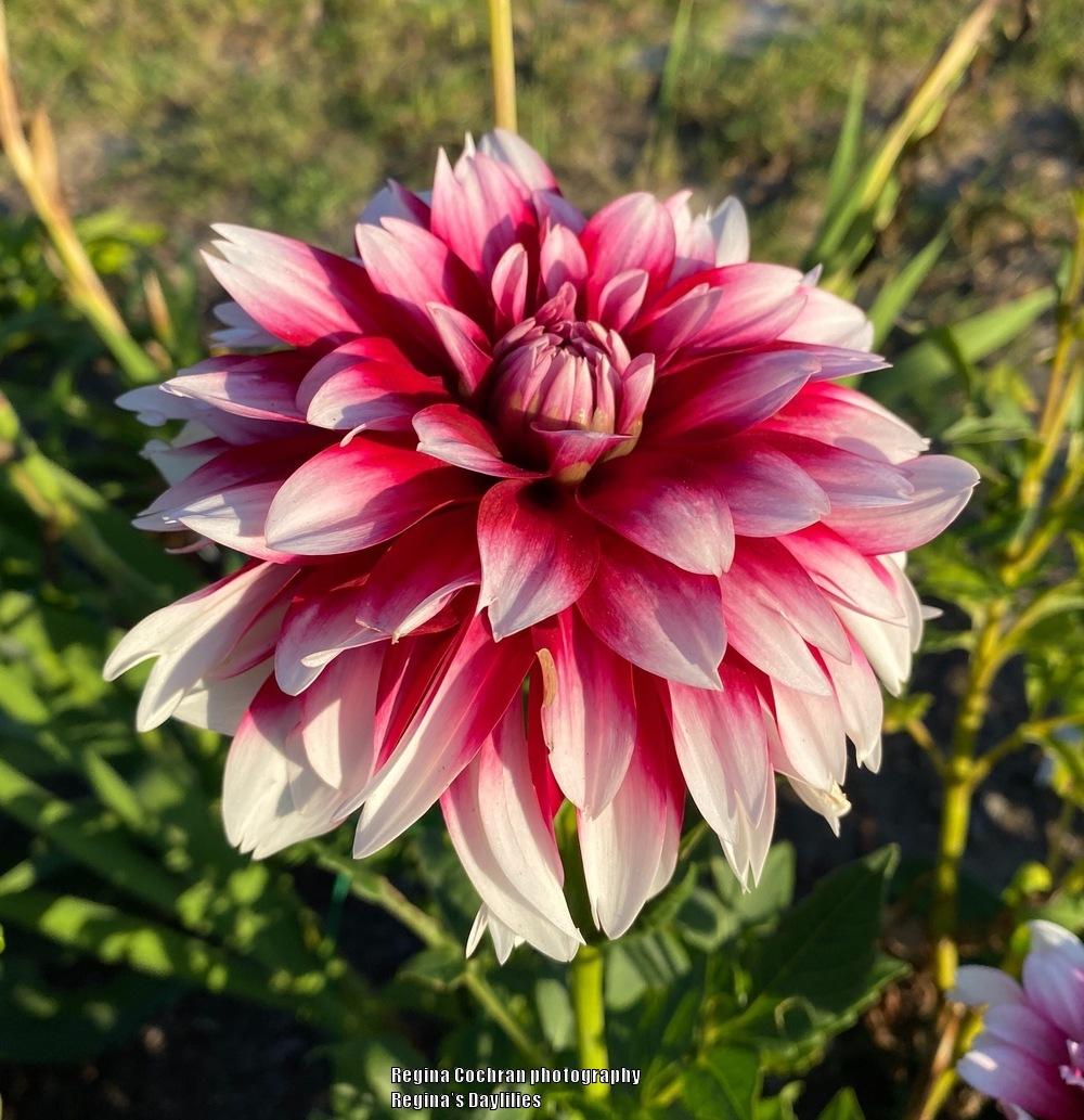 Dahlia 'Patches' in the Dahlias Database - Garden.org