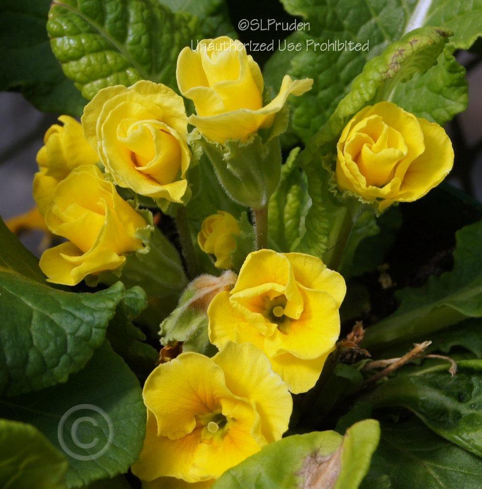 English Primrose (Primula vulgaris 'Rosanna Double Mix') in the Primroses Database - Garden.org