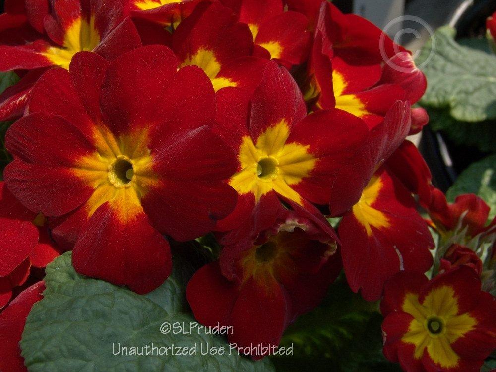 English Primrose (Primula Crescendo® Bright Red) in the Primroses ...