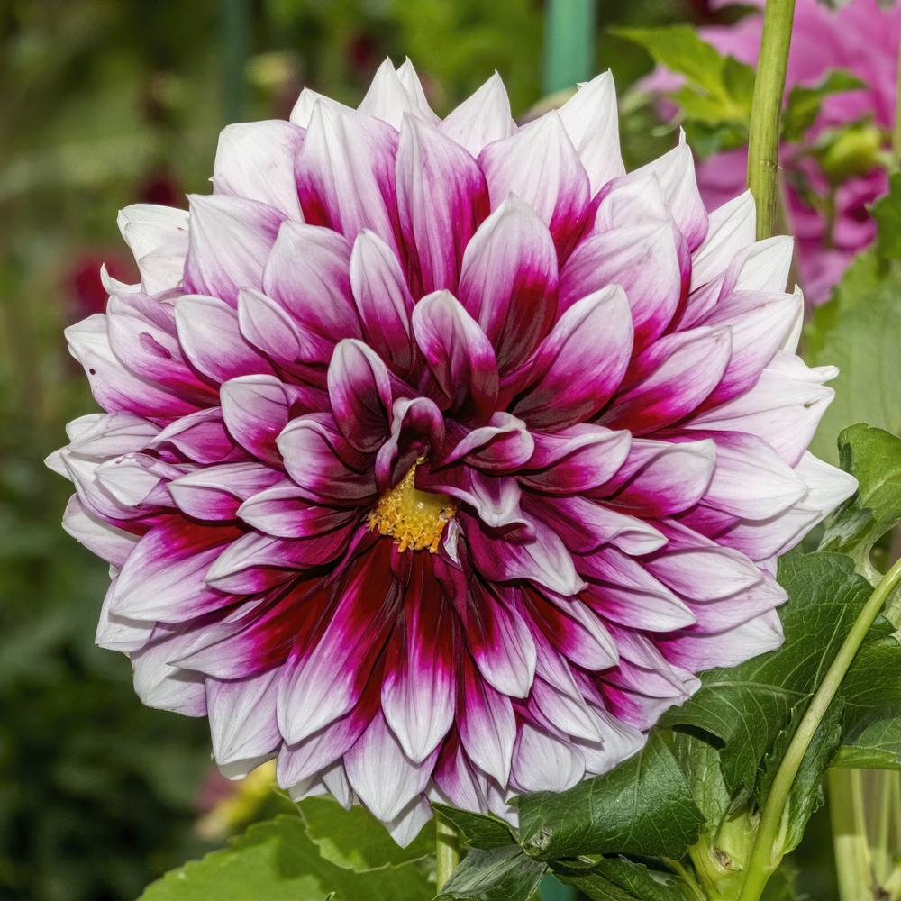 Photo of the bloom of Dahlia 'AC Inara' posted by arctangent - Garden.org