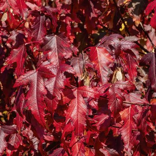 Amur Maple (Acer tataricum subsp. ginnala 'Compacta') - Garden.org