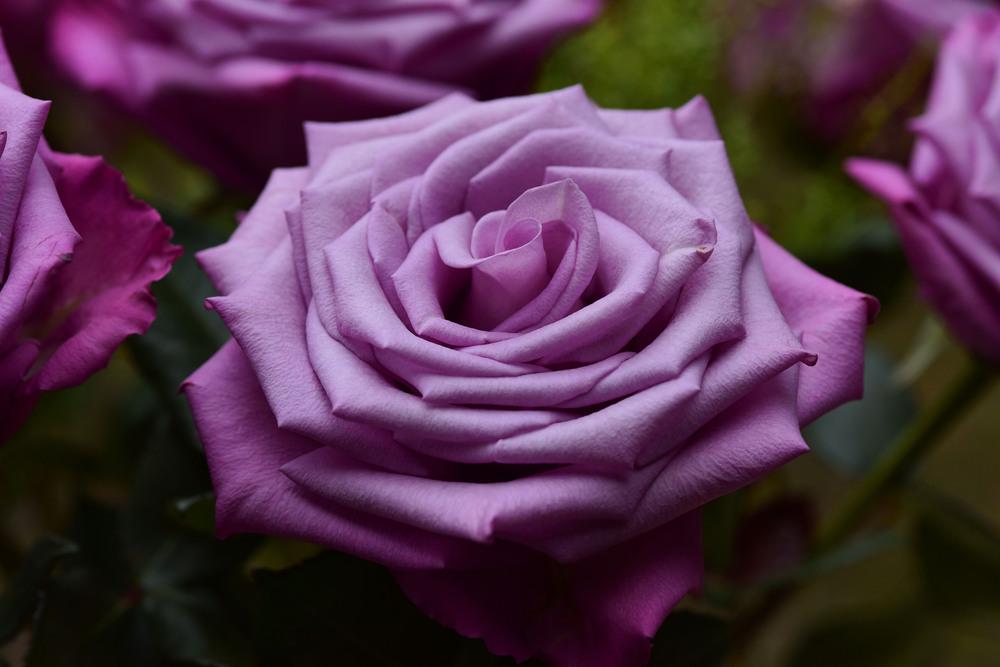 Rose (Rosa 'Blue Ribbon') in the Roses Database - Garden.org