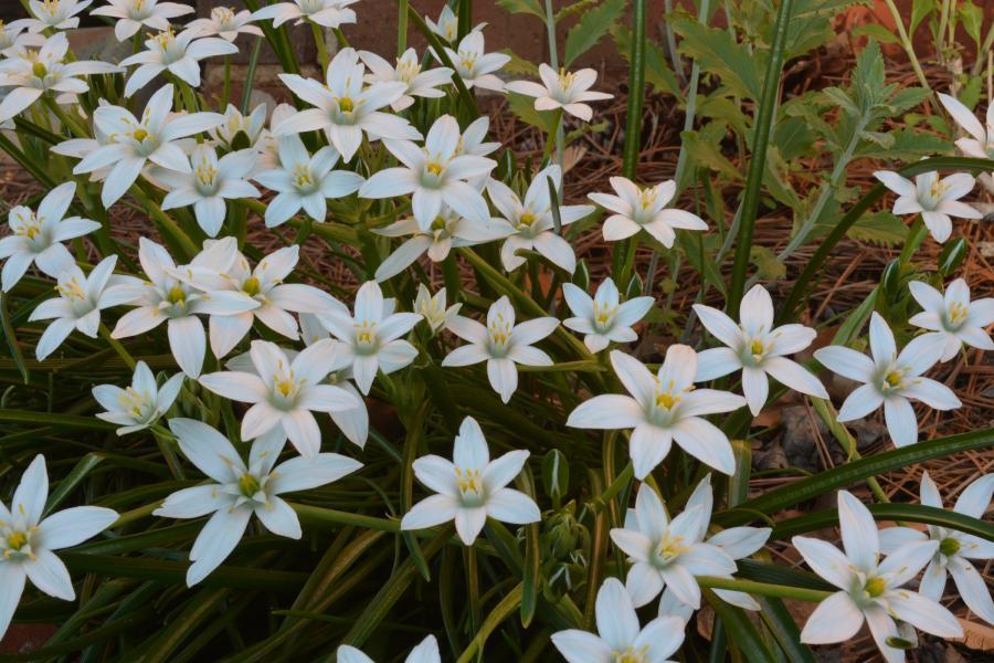 Photo of the bloom of Crow Poison (Nothoscordum bivalve) posted by ...
