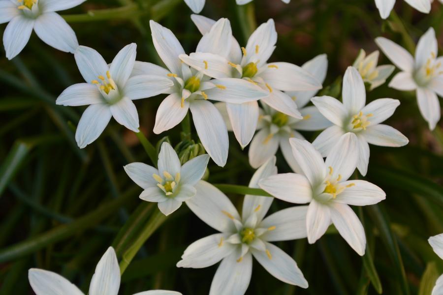 Photo of the bloom of Crow Poison (Nothoscordum bivalve) posted by ...