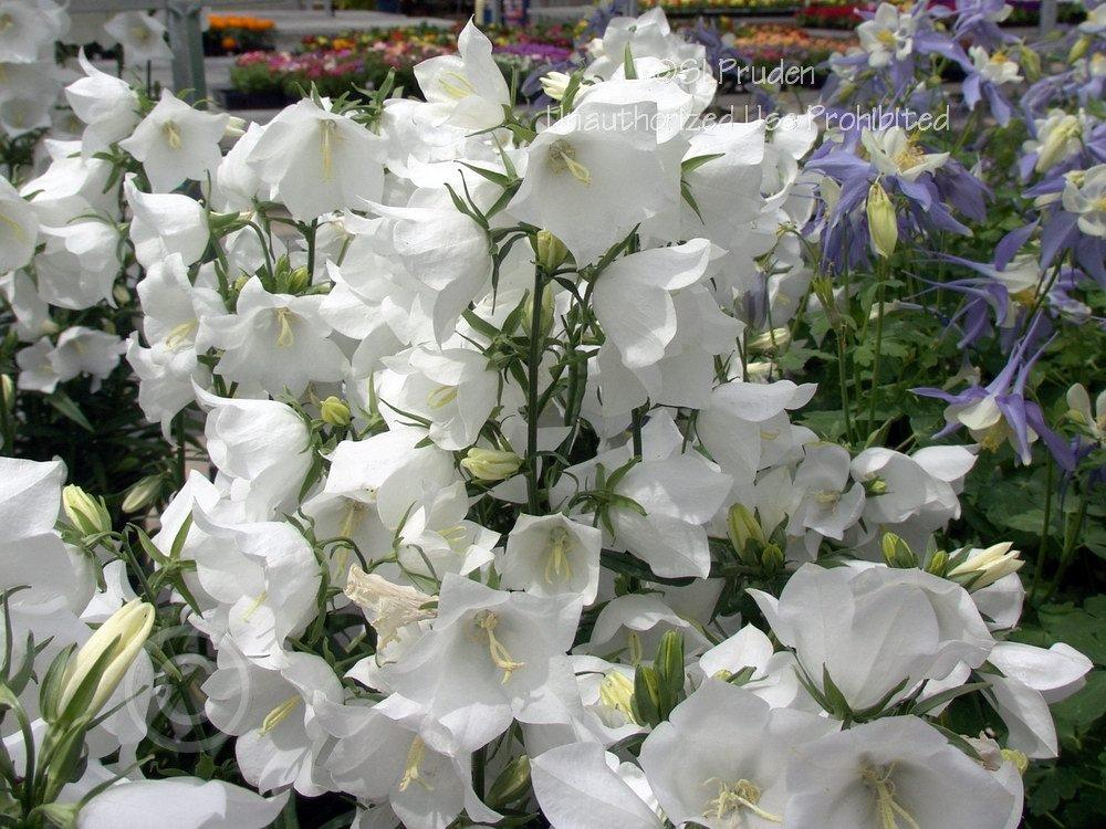 Peach Leaved Bellflower (Campanula persicifolia 'Takion White') in the ...