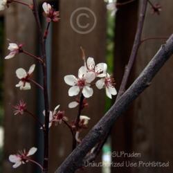 Cistena Plum (Prunus Big Cis®) - Garden.org