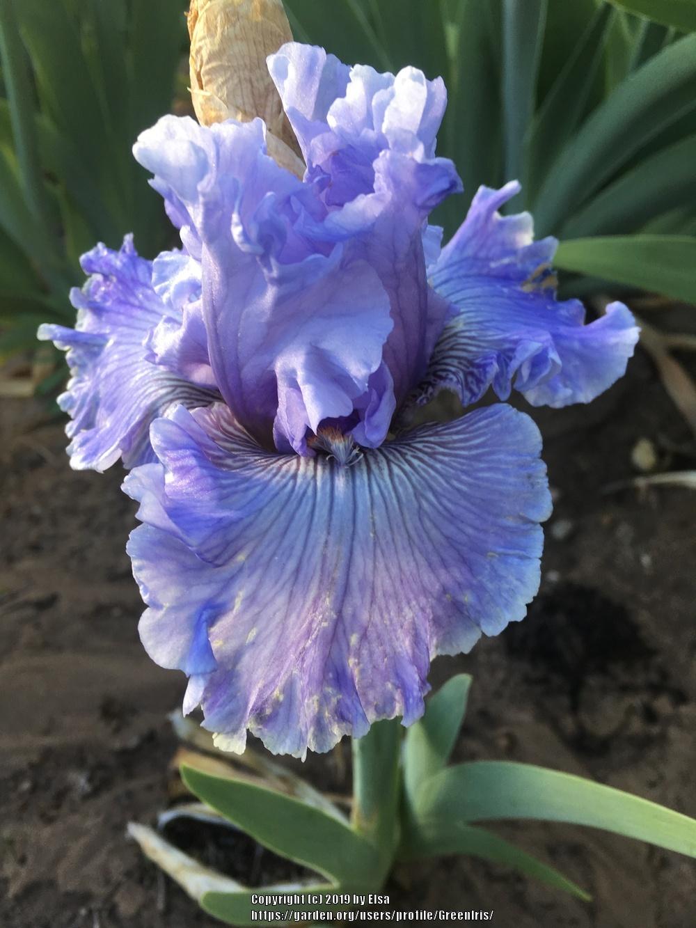 Photo of the bloom of Tall Bearded Iris (Iris 'Ocean Liner') posted by ...