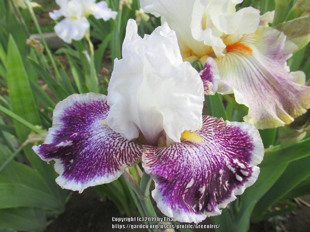 Tall Bearded Iris (Iris 'Miss Pretty') in the Irises Database - Garden.org