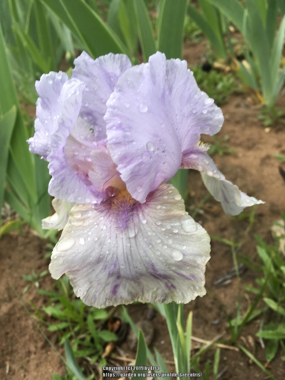 Arilbred Iris (Iris 'Opals for Ethel') in the Irises Database - Garden.org