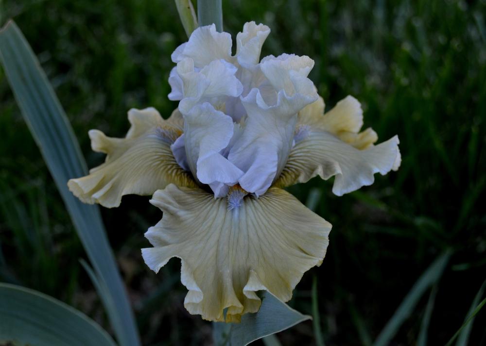 Tall Bearded Iris (Iris 'Jungle Mist') in the Irises Database - Garden.org