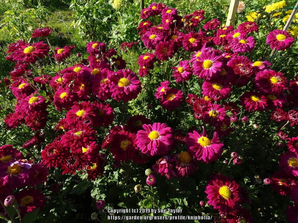 Photo of the entire plant of Spray Mum - single (Chrysanthemum ...