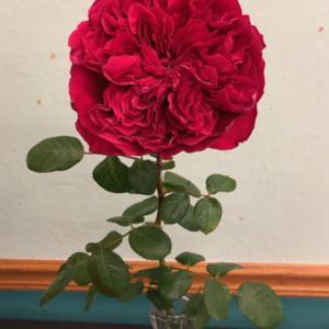 Rose (Rosa 'Rouge Royale') in the Roses Database - Garden.org