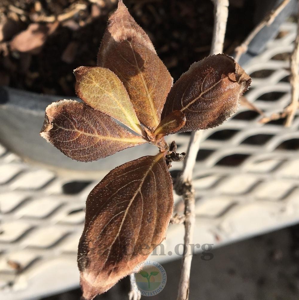 Old Fashioned Weigela (Weigela florida 'Java Red') - Garden.org