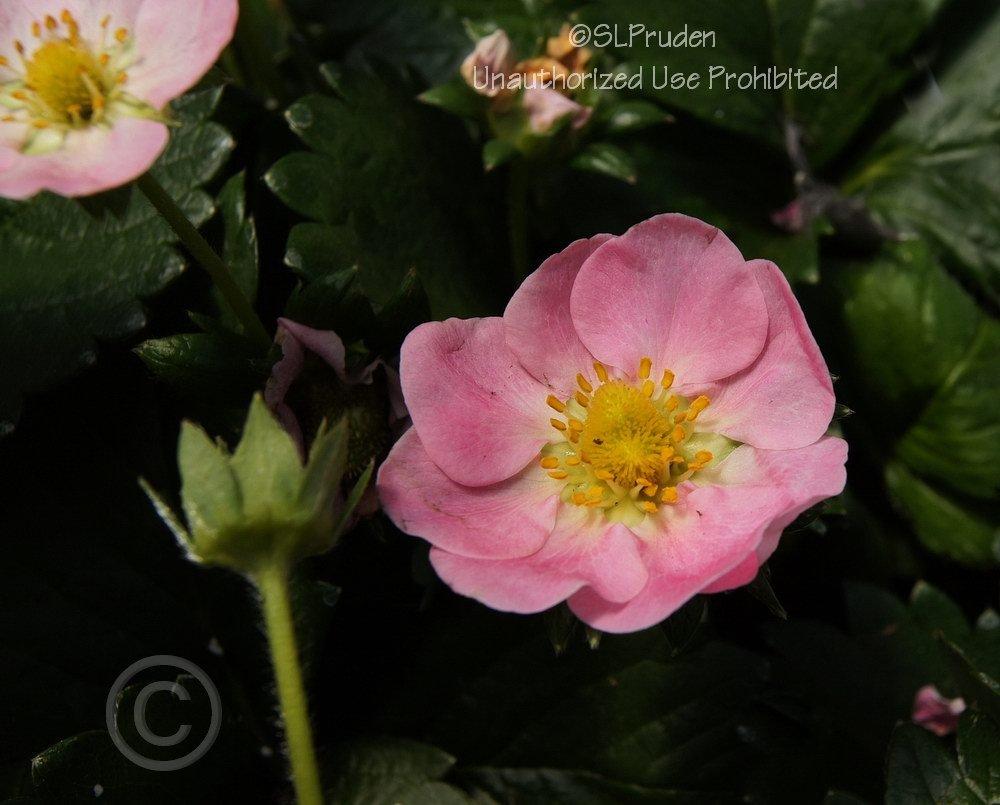 Strawberry (Fragaria x ananassa Fragoo™ Pink) in the Strawberries ...
