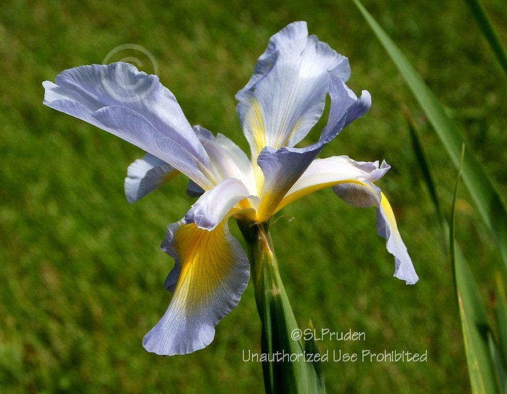 Spuria Iris (Iris 'Blue Bunting') in the Irises Database - Garden.org