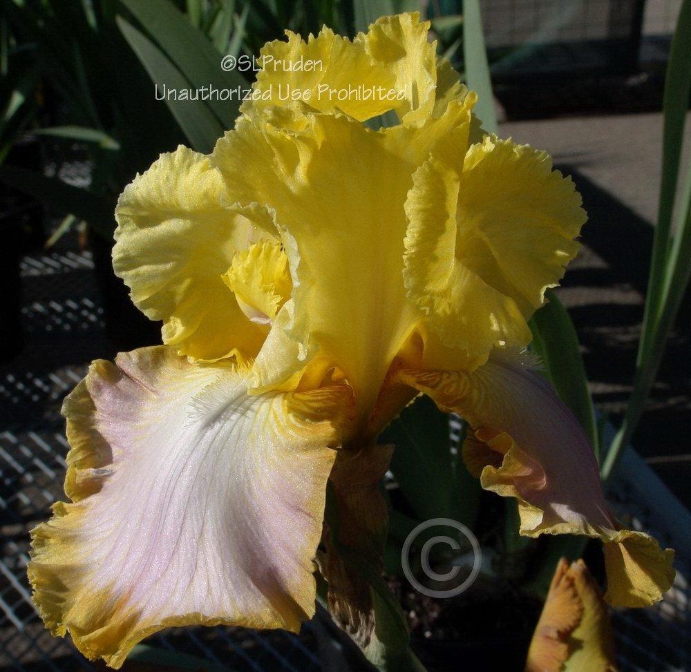 Photo of the bloom of Tall Bearded Iris (Iris 'Enchanted One') posted ...