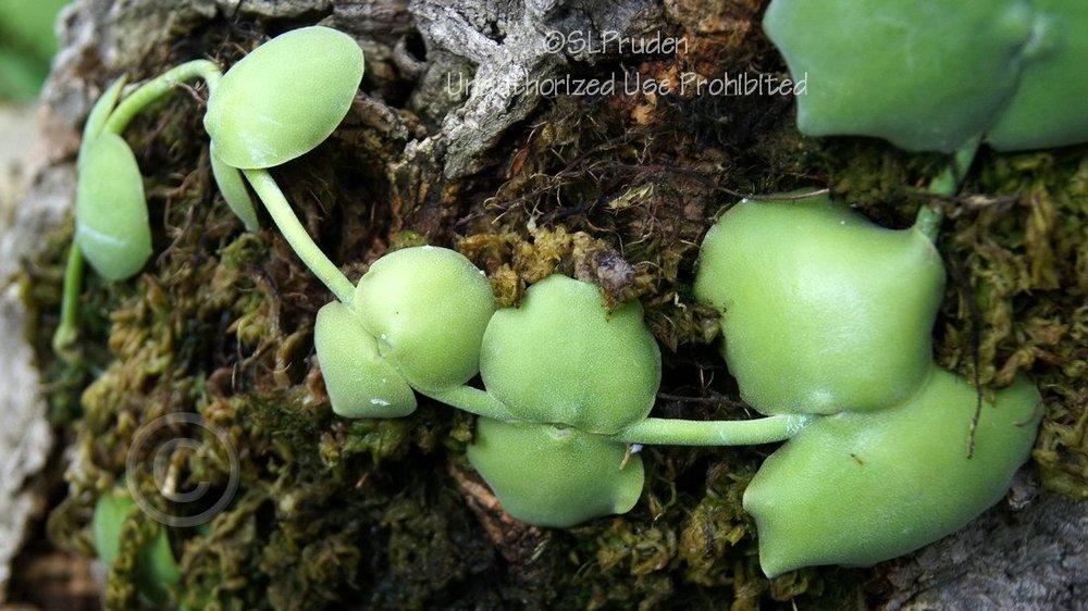 Photo of the leaves of Ant Plant (Dischidia diphylla) posted by ...