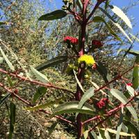 Photo of the bloom of Red Cap Gum (Eucalyptus erythrocorys) posted by ...