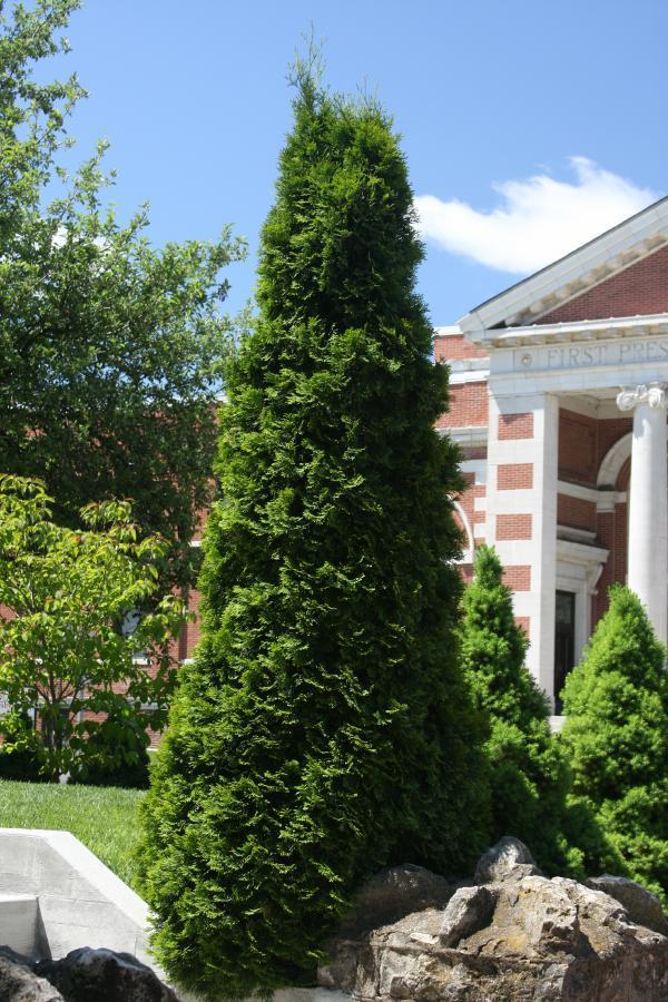 Photo of the entire plant of American Arborvitae (Thuja occidentalis ...