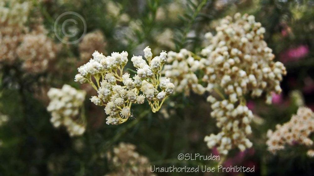 Rose Pink Rice Flower (Ozothamnus diosmifolius Rose) - Garden.org