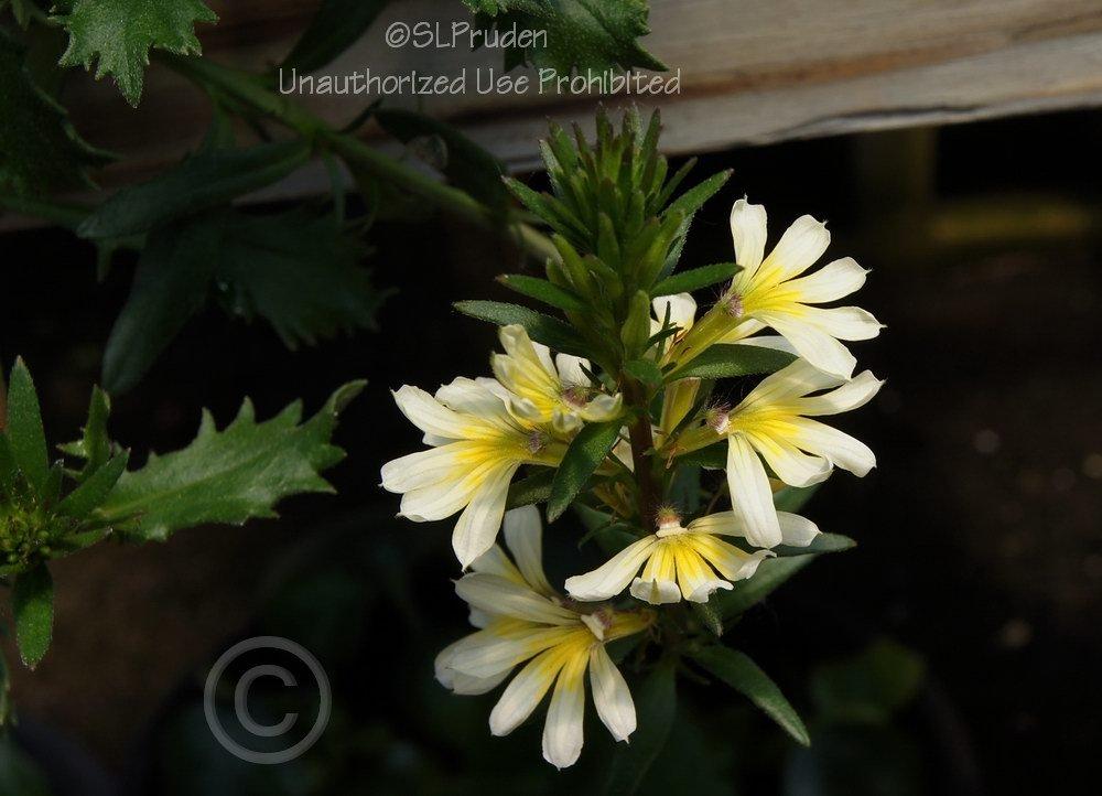 Fan Flower (Scaevola aemula Scalora® Suntastic Yellow) - Garden.org