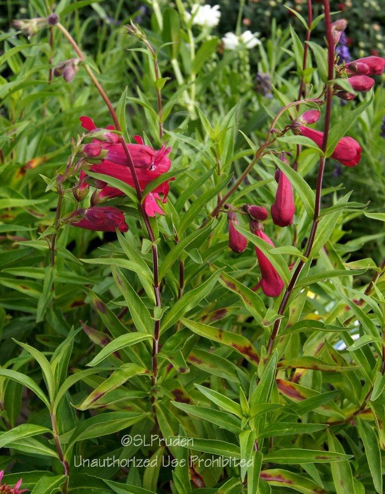 Penstemon (Penstemon barbatus 'Pinacolada Red') in the Penstemons ...