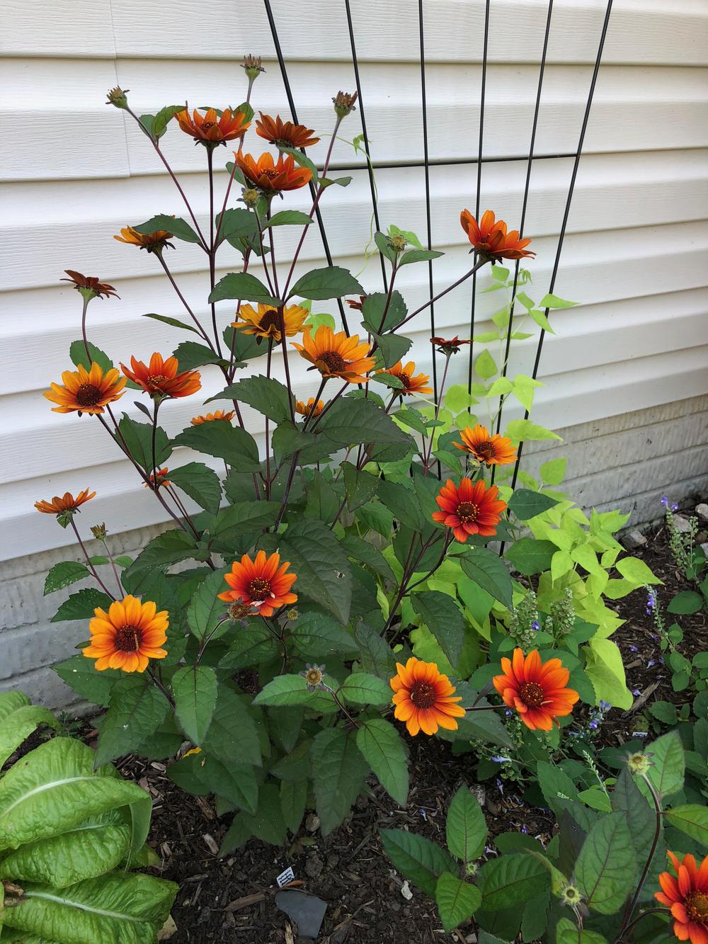 Photo of the entire plant of False Sunflower (Heliopsis helianthoides ...
