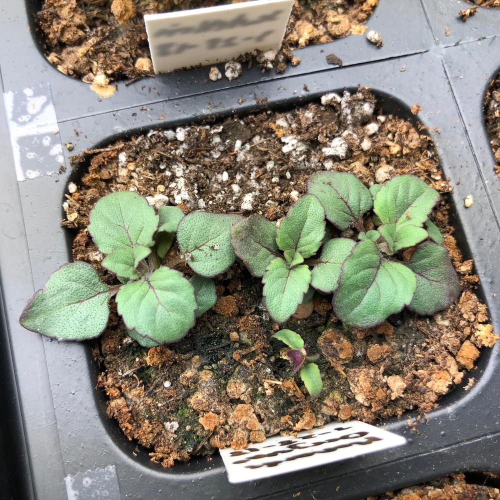 Photo of the seedling or young plant of Bee Balm (Monarda 'Bergamo ...