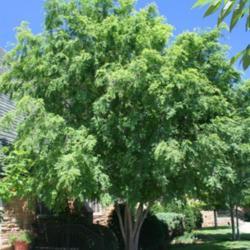 Chinese Elm (Ulmus parvifolia 'Dynasty') - Garden.org