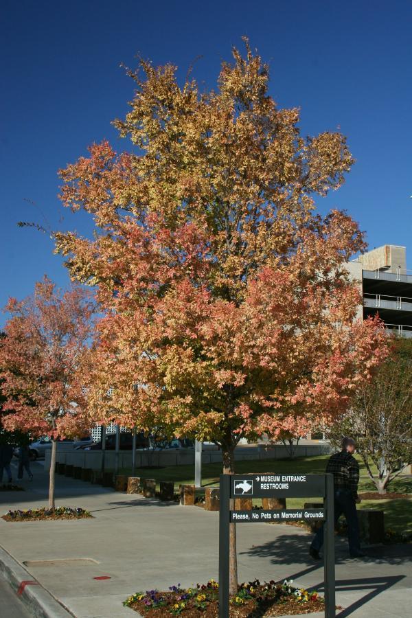 Photo of the entire plant of Chinese Elm (Ulmus parvifolia 'Dynasty ...