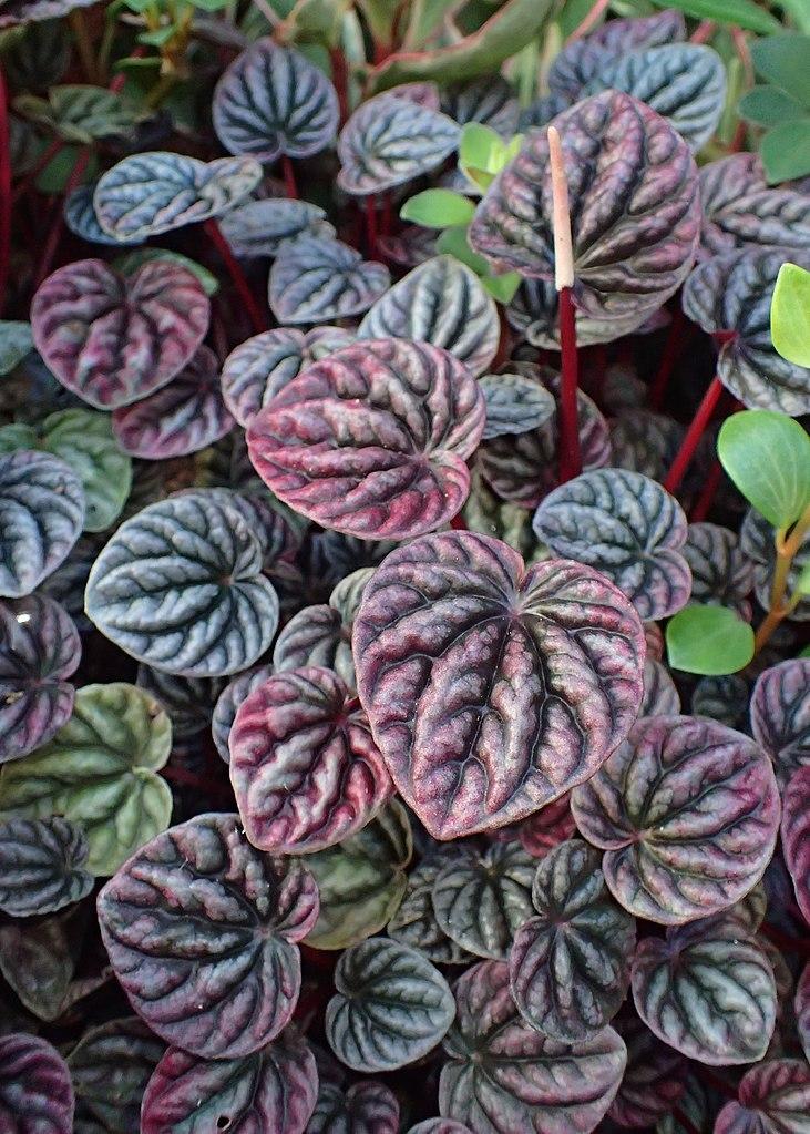 Peperomia (Peperomia caperata 'Red Ripple') - Garden.org