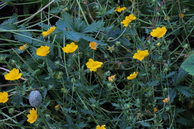 Spring Cinquefoil (Potentilla verna) - Garden.org