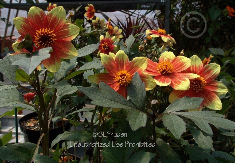 Dahlia 'Eye Candy' in the Dahlias Database - Garden.org