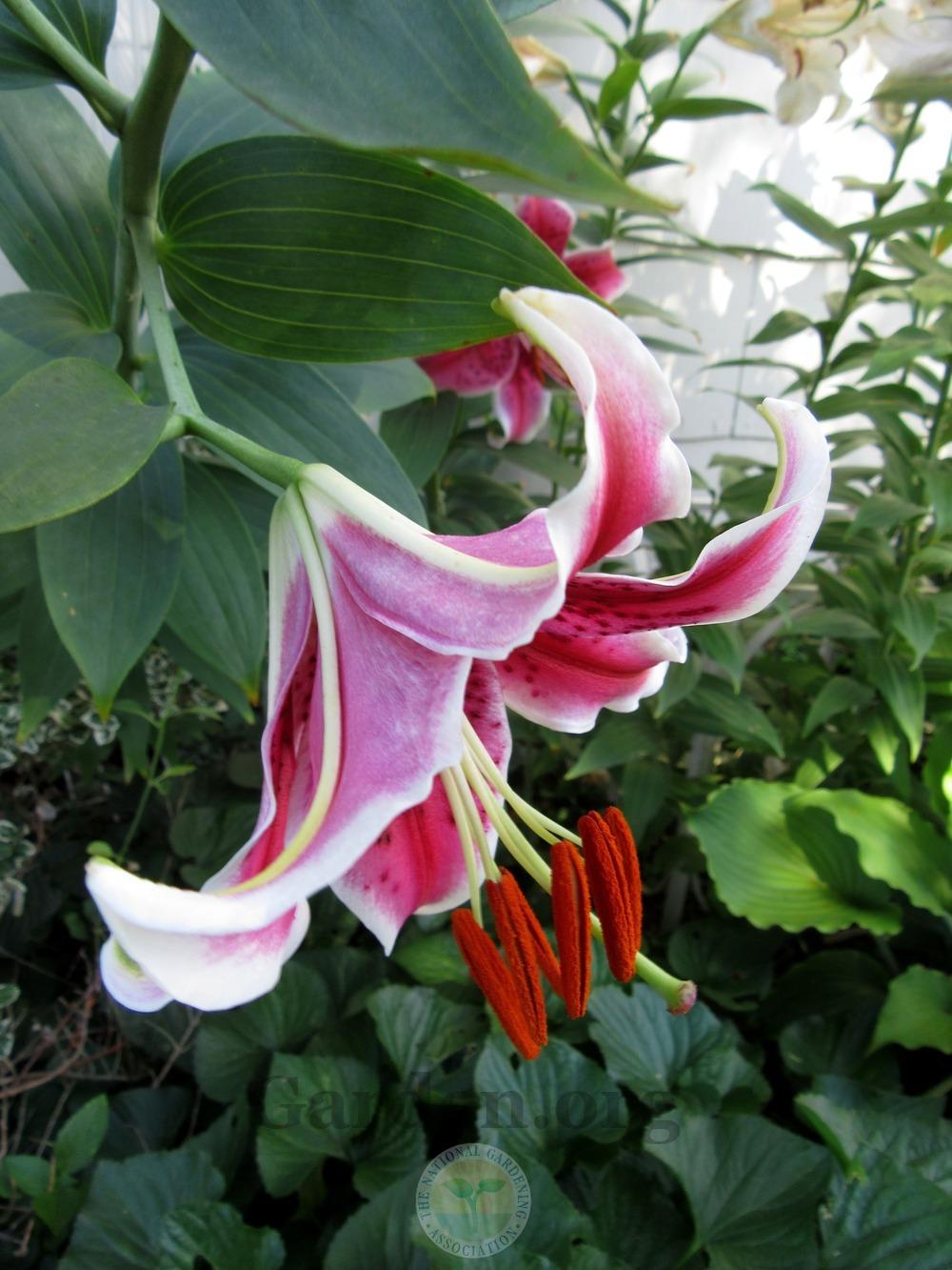 Lilies: Plant Care and Collection of Varieties - Garden.org