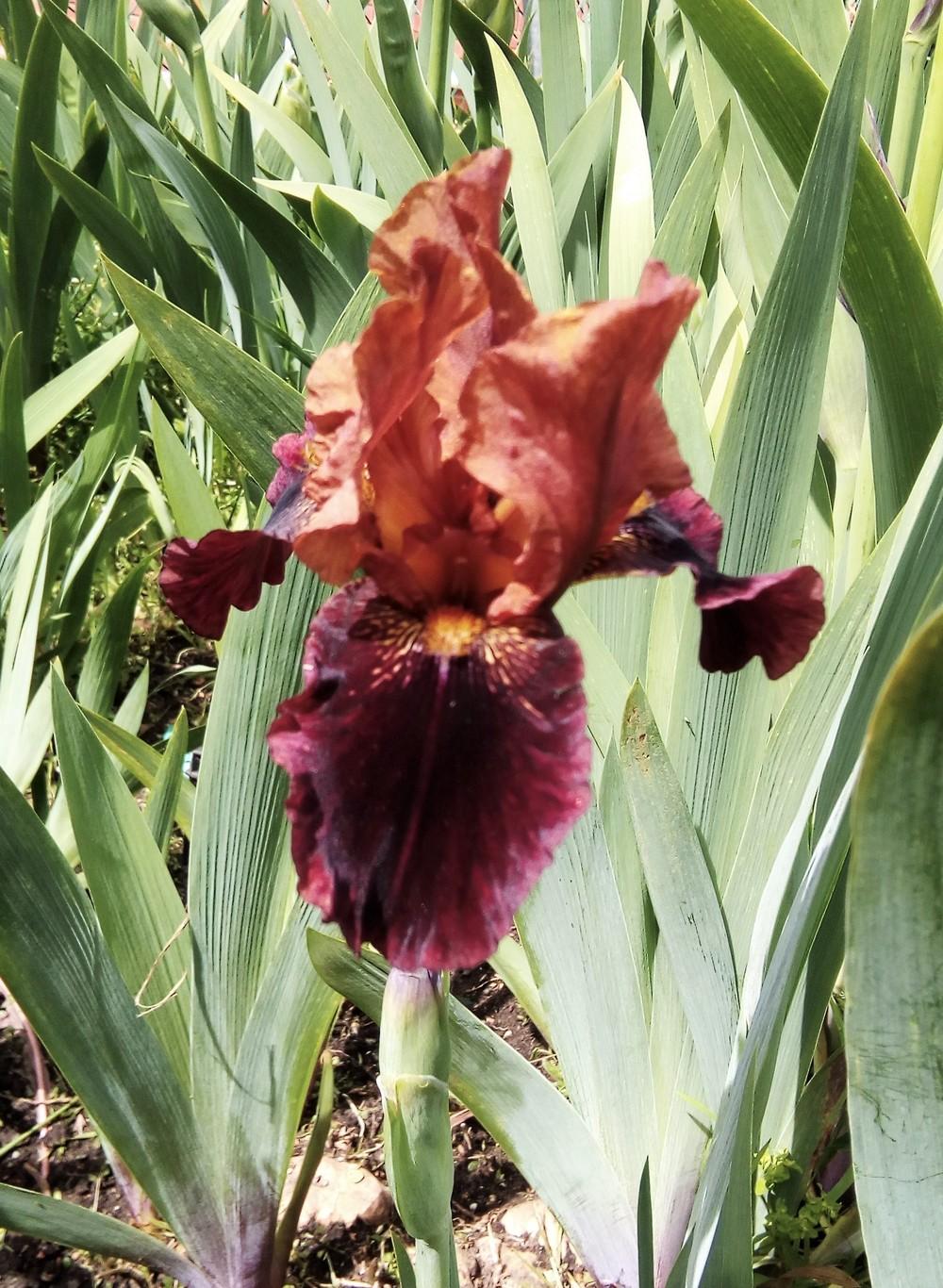 Intermediate Bearded Iris (Iris 'Indian Idyll') in the Irises Database ...