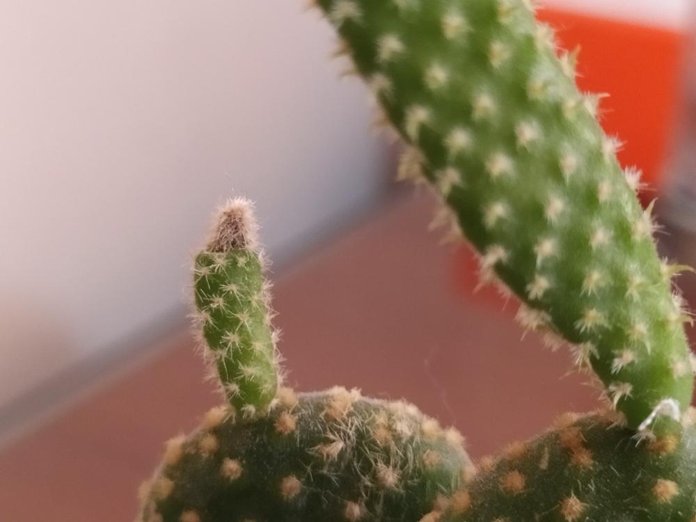 What to do when a cactus' pad split in half but both pieces remain ...